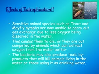 Eutrophication OR hypertrophication | PPT