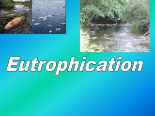 Eutrophication OR hypertrophication | PPT