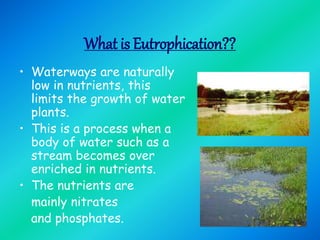Eutrophication OR hypertrophication | PPT