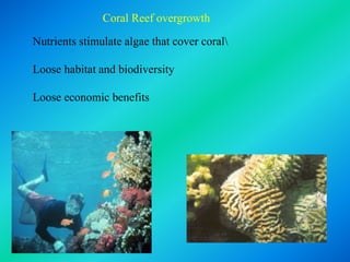 Eutrophication OR hypertrophication | PPT