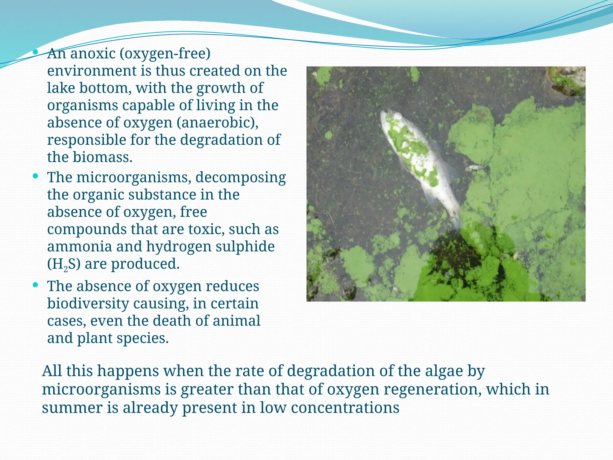 eutrophication.ppt in detailed explaination | PPTX
