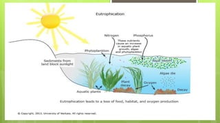 Eutrophication- Cuasative factors and effects on water quality | PPTX