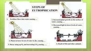 Eutrophication- Cuasative factors and effects on water quality | PPTX
