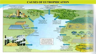 Eutrophication- Cuasative factors and effects on water quality | PPTX