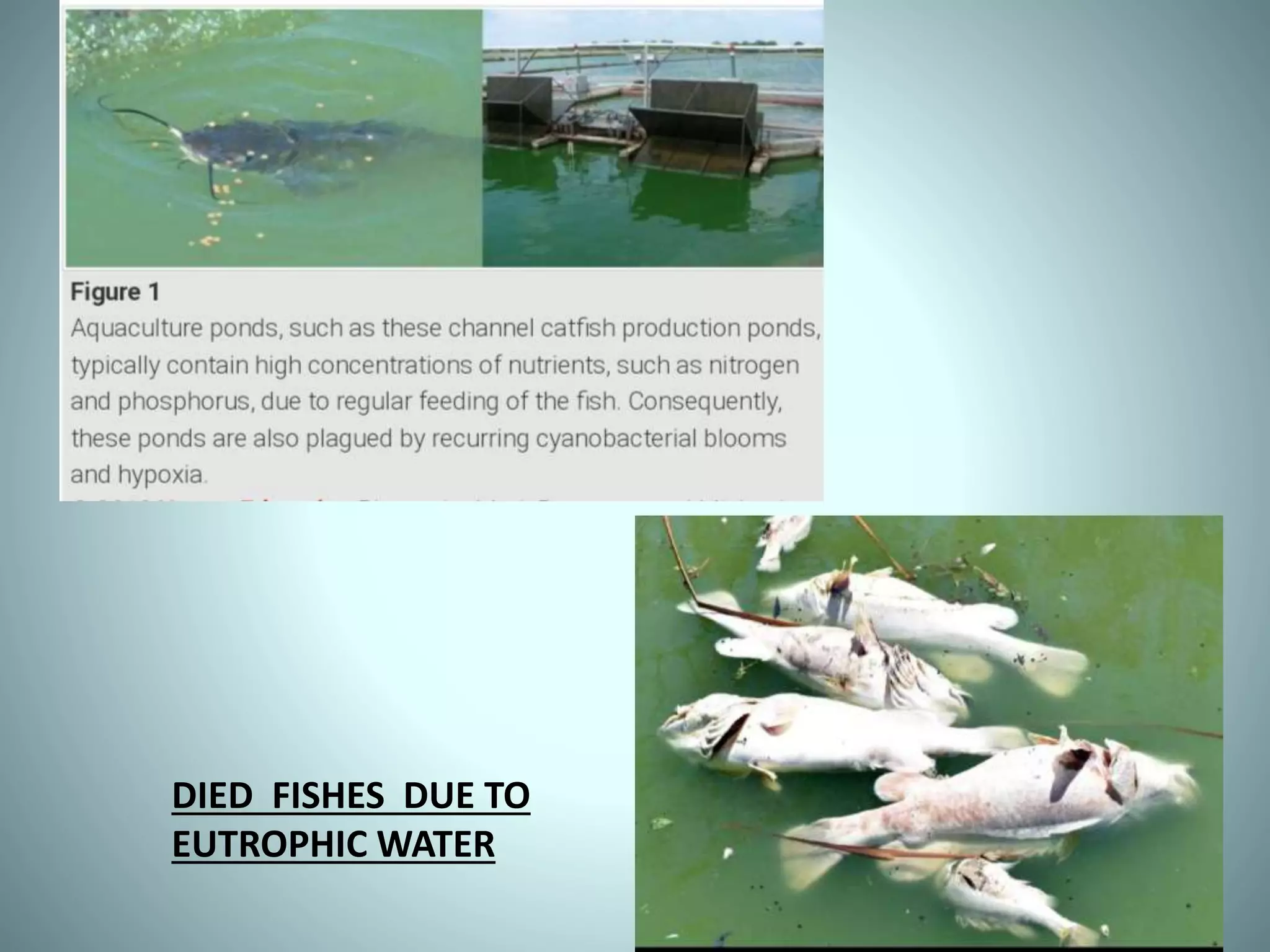 Eutrophication food chain in aquatic ecosystem | PPTX