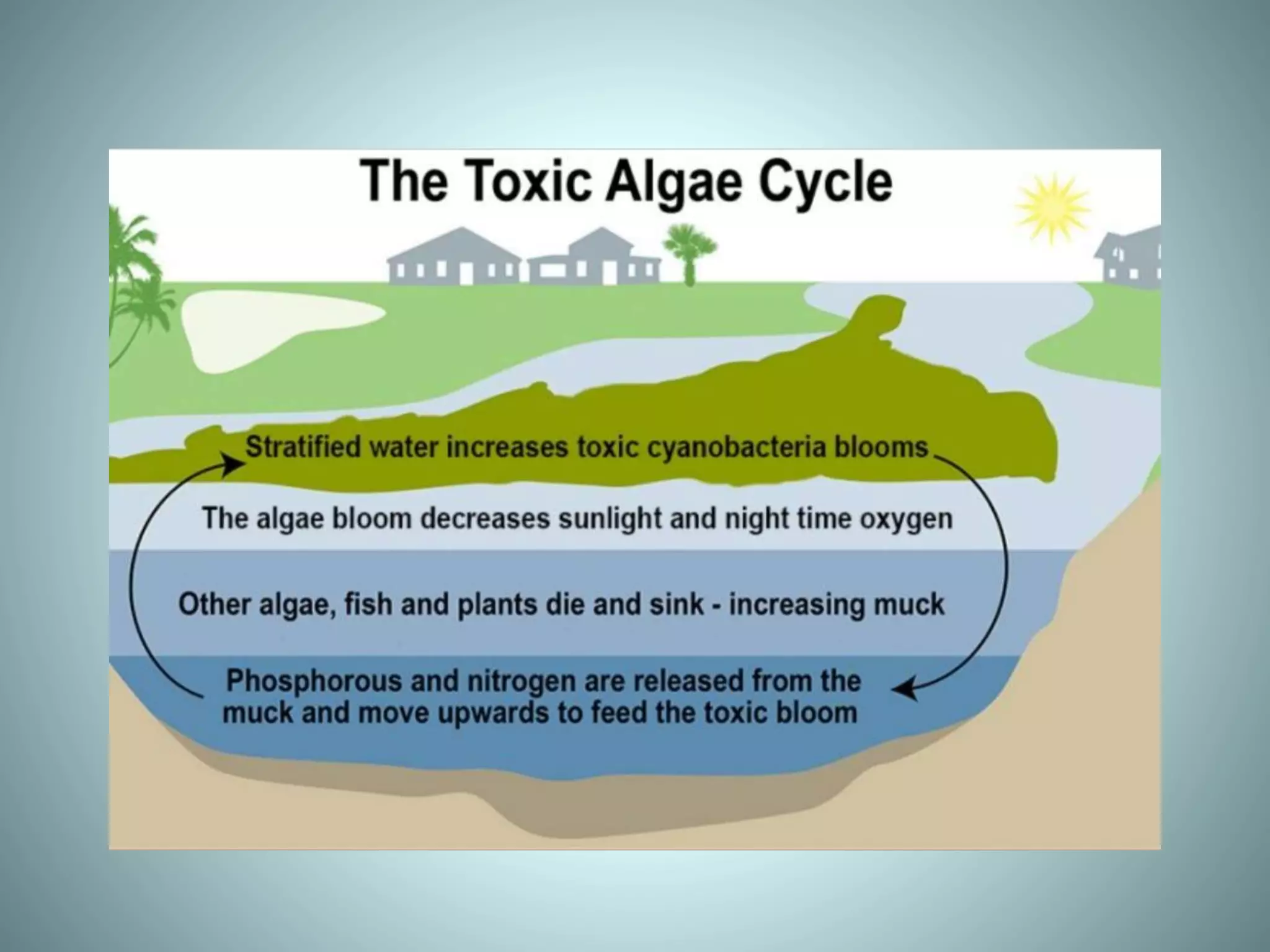 Eutrophication food chain in aquatic ecosystem | PPTX