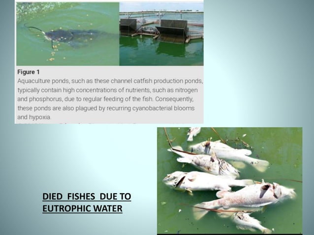Eutrophication food chain in aquatic ecosystem | PPTX | Zoos & Aquariums | Attractions