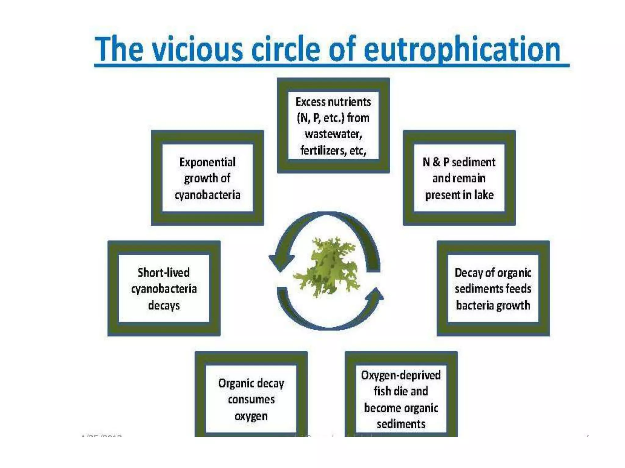 Eutrophication of water body | PPTX
