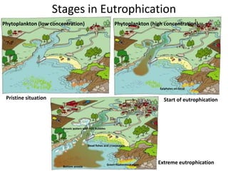 Eutrophication of water body | PPT