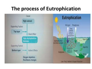 Eutrophication of water body | PPTX