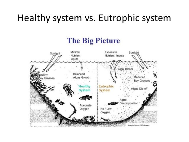 Eutrophication Lake Diagram