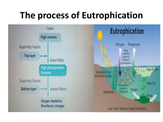 Eutrophication Process