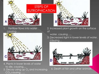 Eutrophication ppt | PPTX