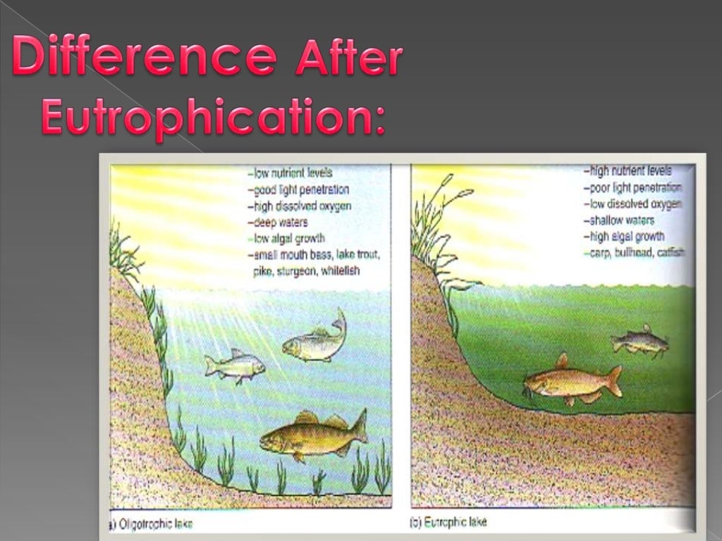 Eutrophication