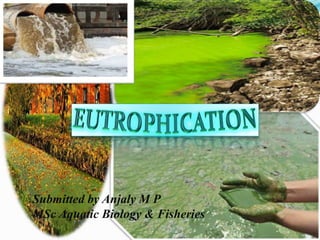 Eutrophication ppt | PPTX