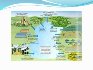 Eutrophication ppt | PPTX