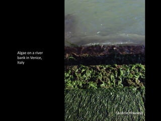 UMaine Eutrophication Presentation | PPTX