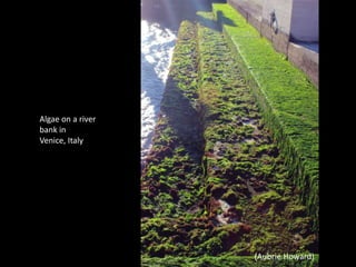 UMaine Eutrophication Presentation | PPTX