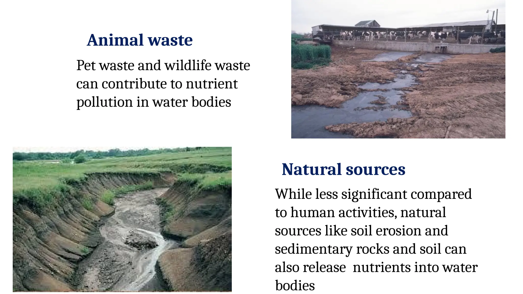 EUTROPHICATION : Introduction, Causes,Effects and Control measures | PPTX
