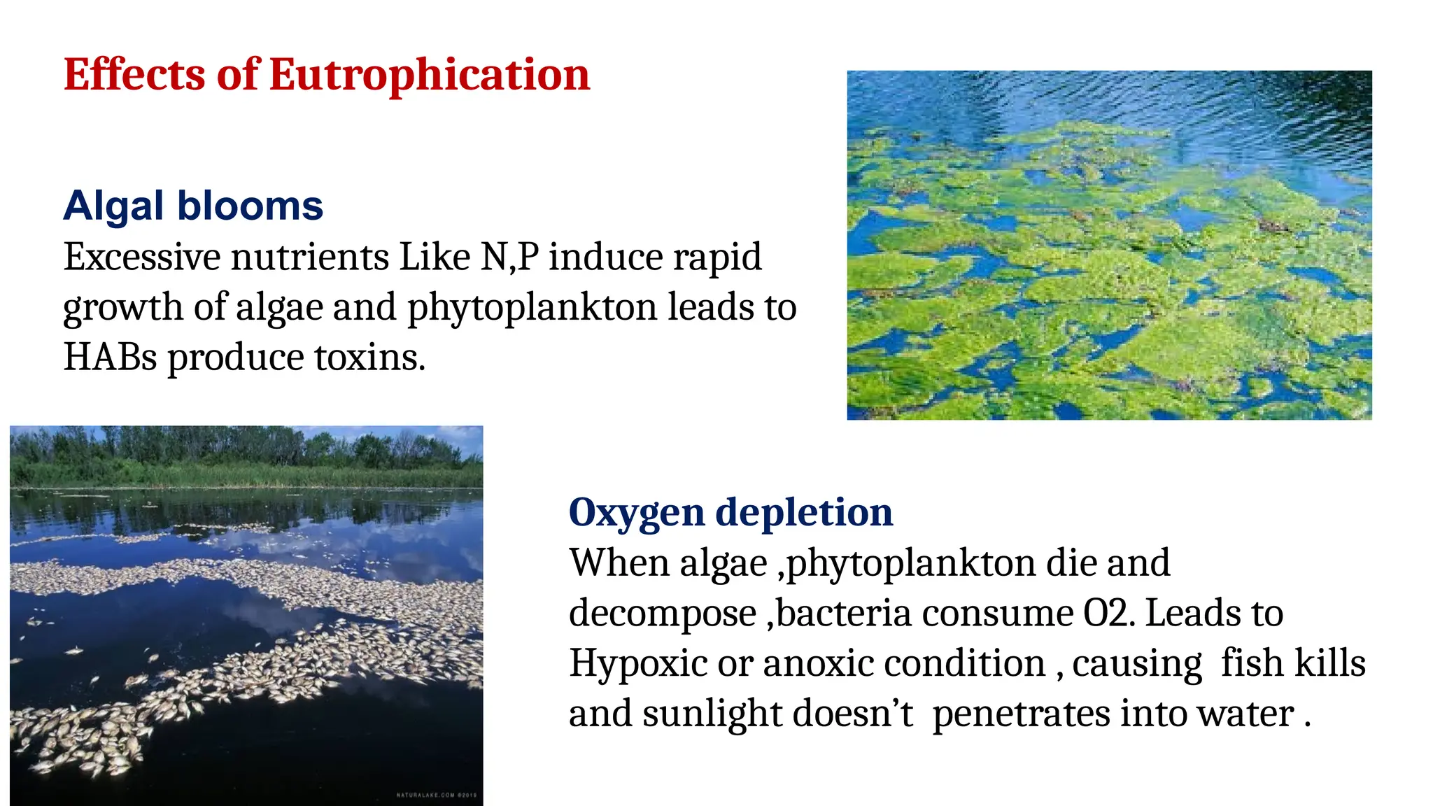 EUTROPHICATION : Introduction, Causes,Effects and Control measures | PPTX