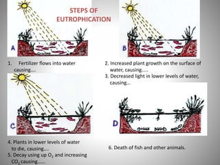 Eutrophications.pptx