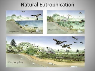 Eutrophications.pptx