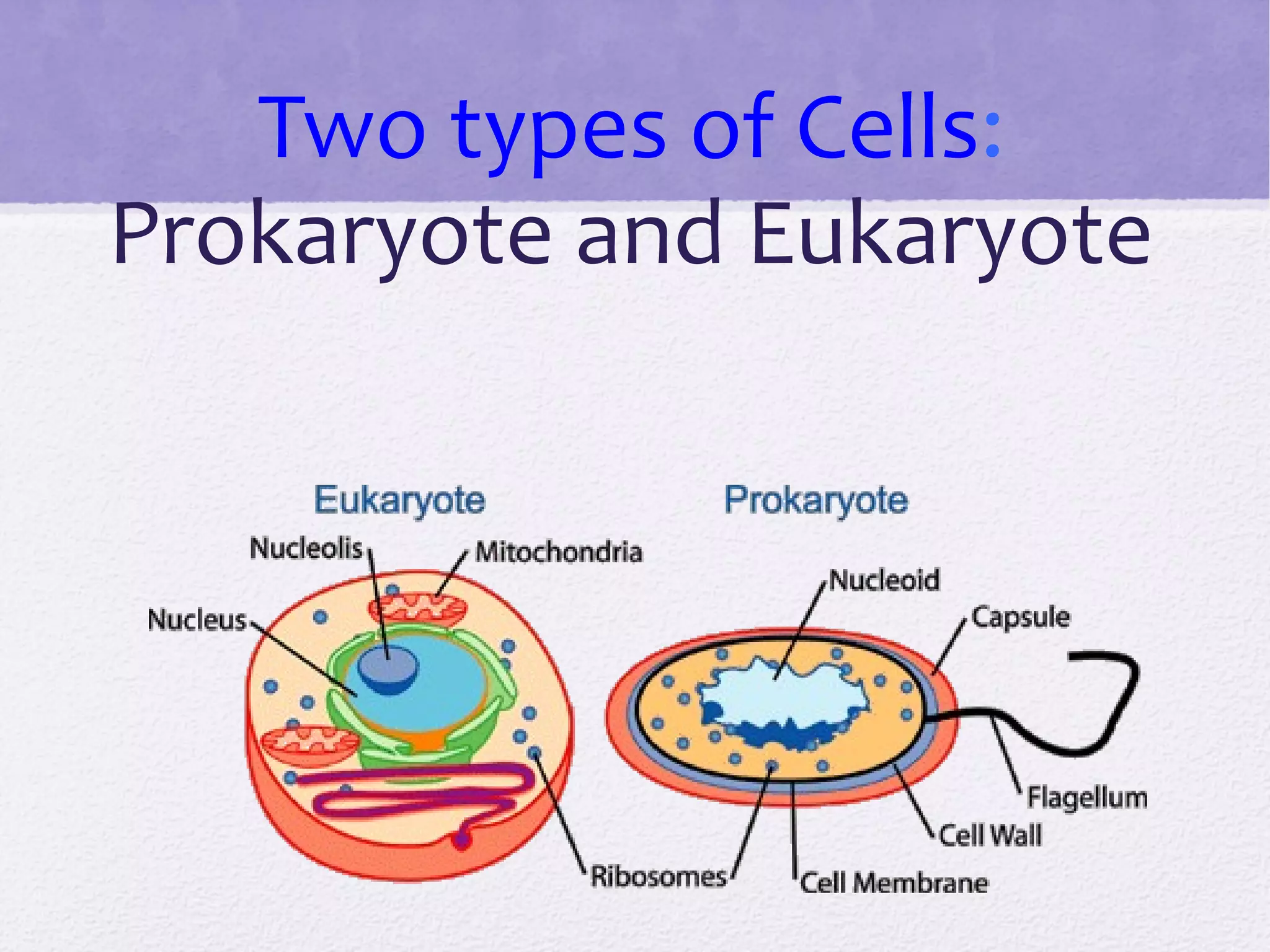 Eukaryote vs prokaryote cells | PPT