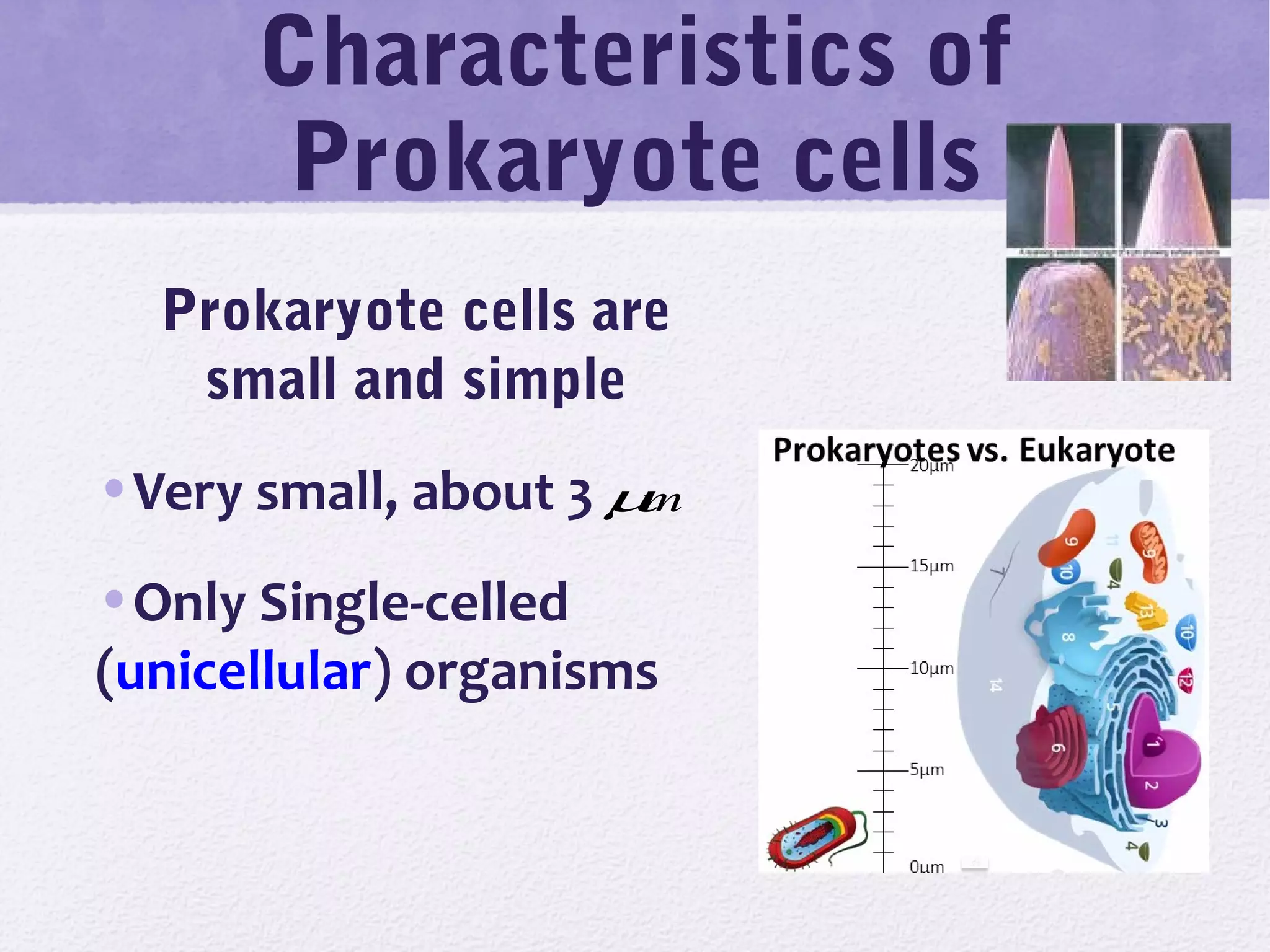Eukaryote vs prokaryote cells | PPT
