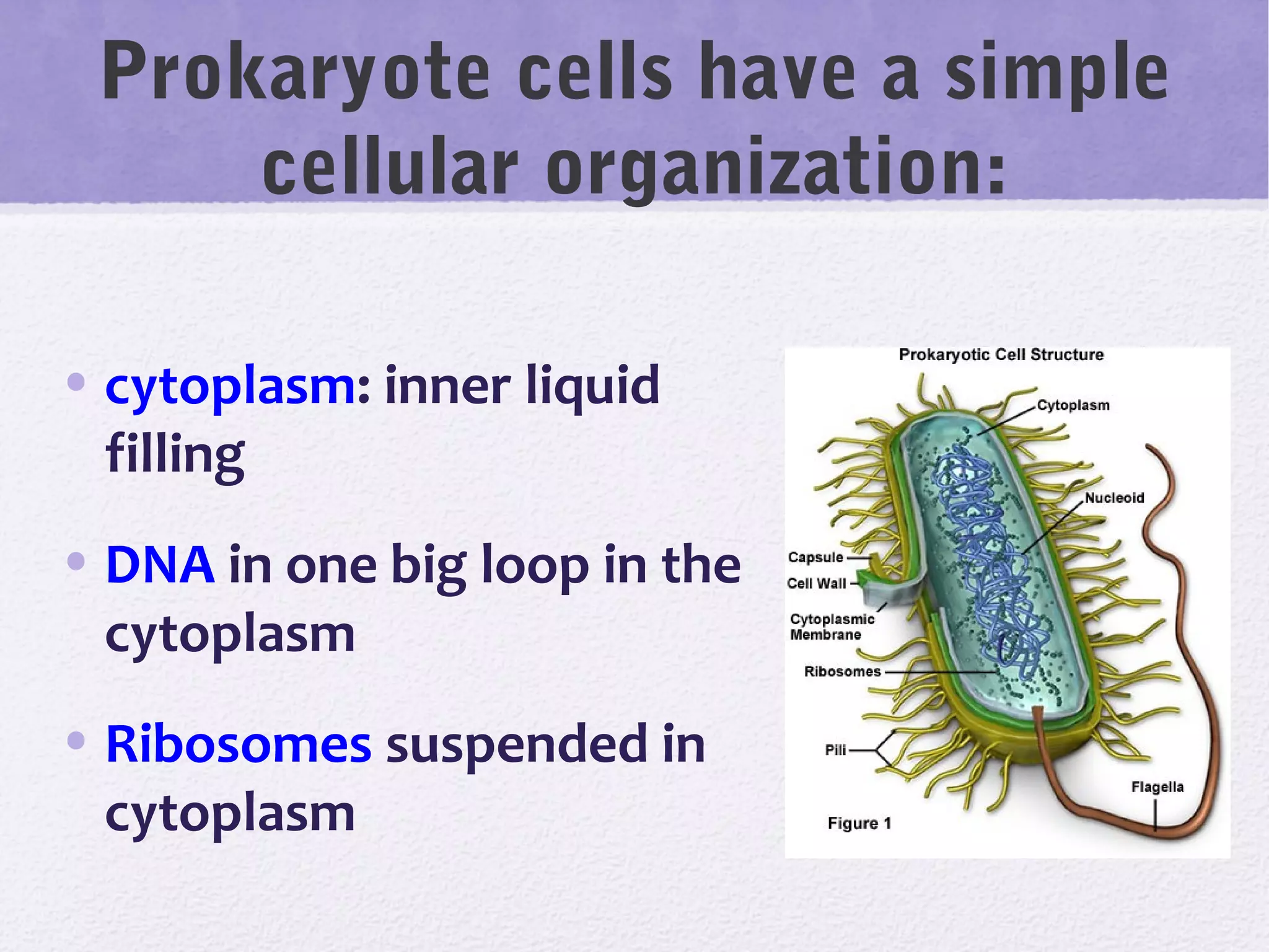 Eukaryote vs prokaryote cells | PPT