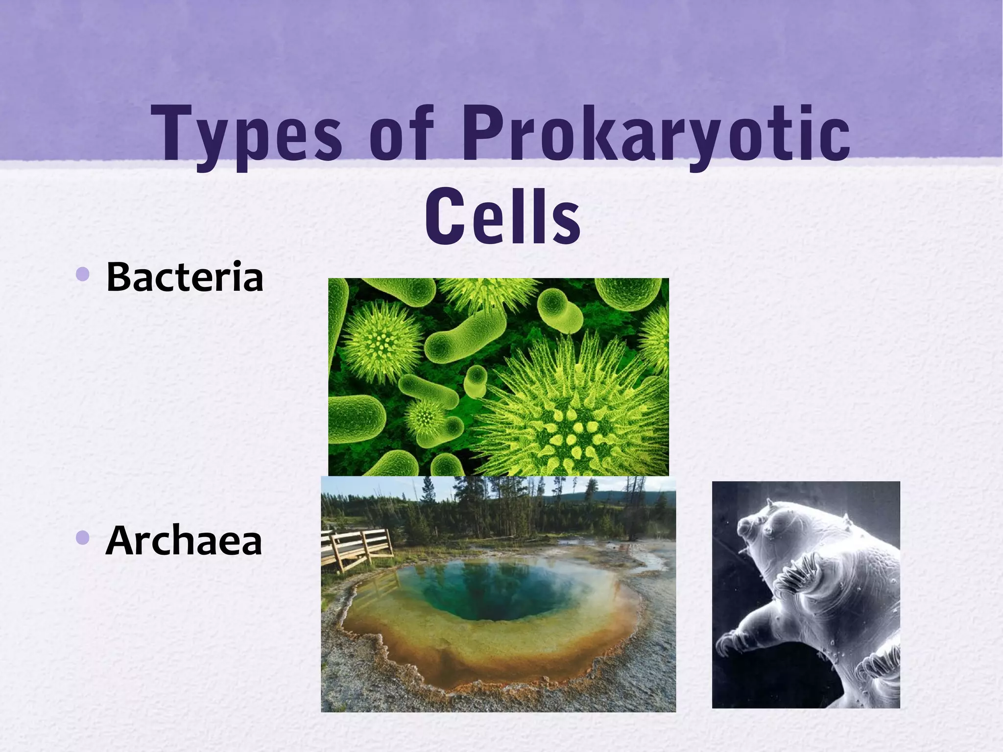 Eukaryote vs prokaryote cells | PPT