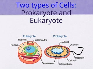 Prokaryotic and Eukaryotic cell _visuals | PPT