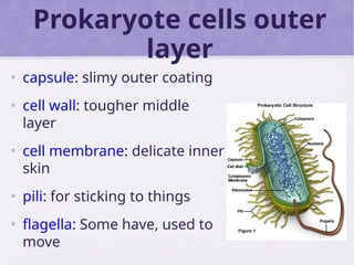 Prokaryotic and Eukaryotic cell _visuals | PPT