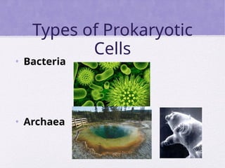 Prokaryotic and Eukaryotic cell _visuals | PPT