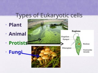Prokaryotic and Eukaryotic cell _visuals | PPT