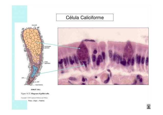 Seminario Sistema Digestivo