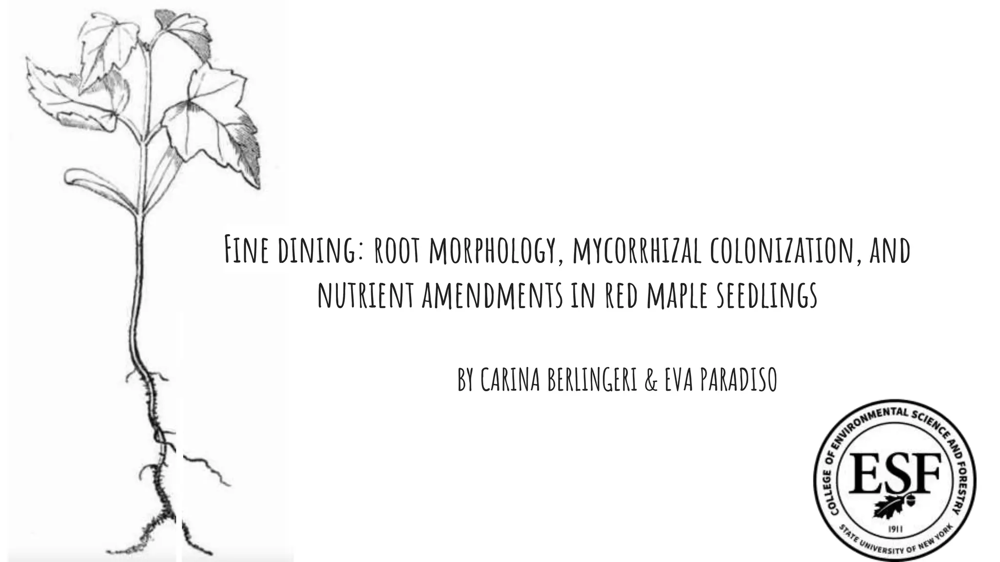 Fine dining: root morphology, mycorrhizal colonization, and nutrient ...