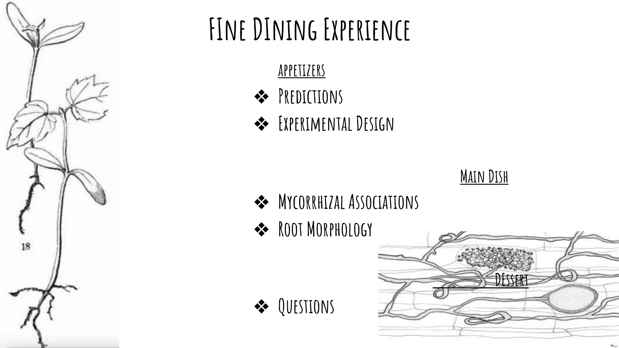 Fine dining: root morphology, mycorrhizal colonization, and nutrient ...