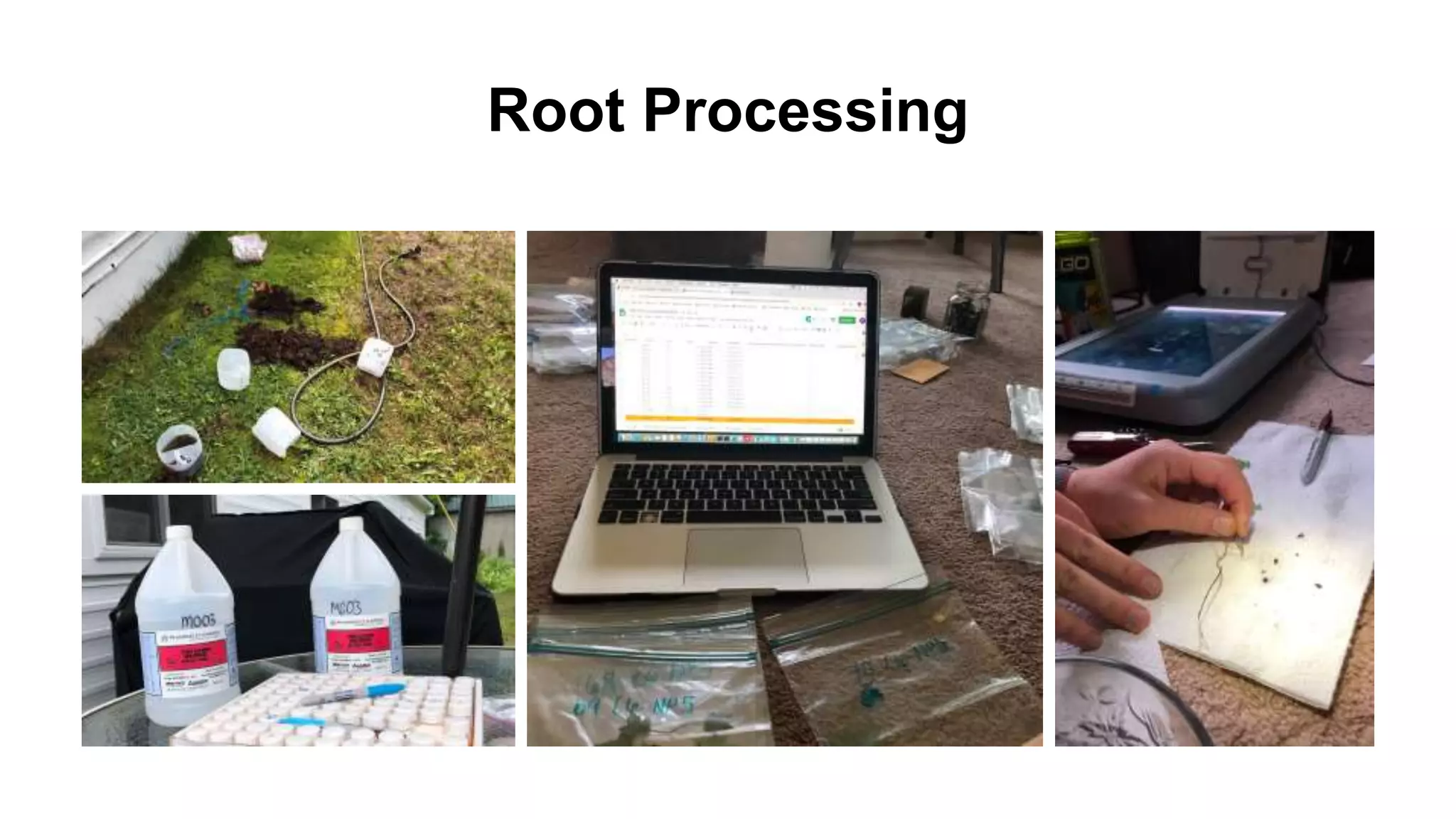 Fine dining: root morphology, mycorrhizal colonization, and nutrient ...