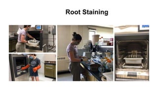 Fine dining: root morphology, mycorrhizal colonization, and nutrient ...