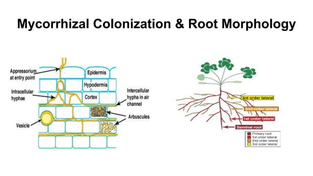 Fine dining: root morphology, mycorrhizal colonization, and nutrient ...