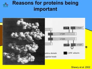 Gluten protein structures: Variation in wheat grain and at various applications | PDF ...