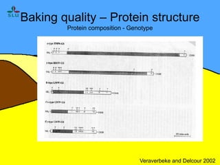 Gluten protein structures: Variation in wheat grain and at various applications | PDF ...
