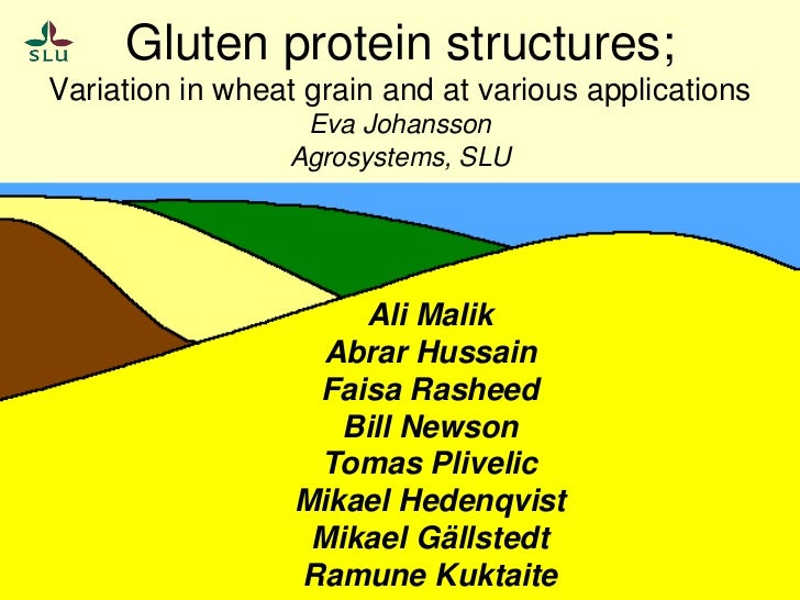 Gluten protein structures: Variation in wheat grain and at various ap…