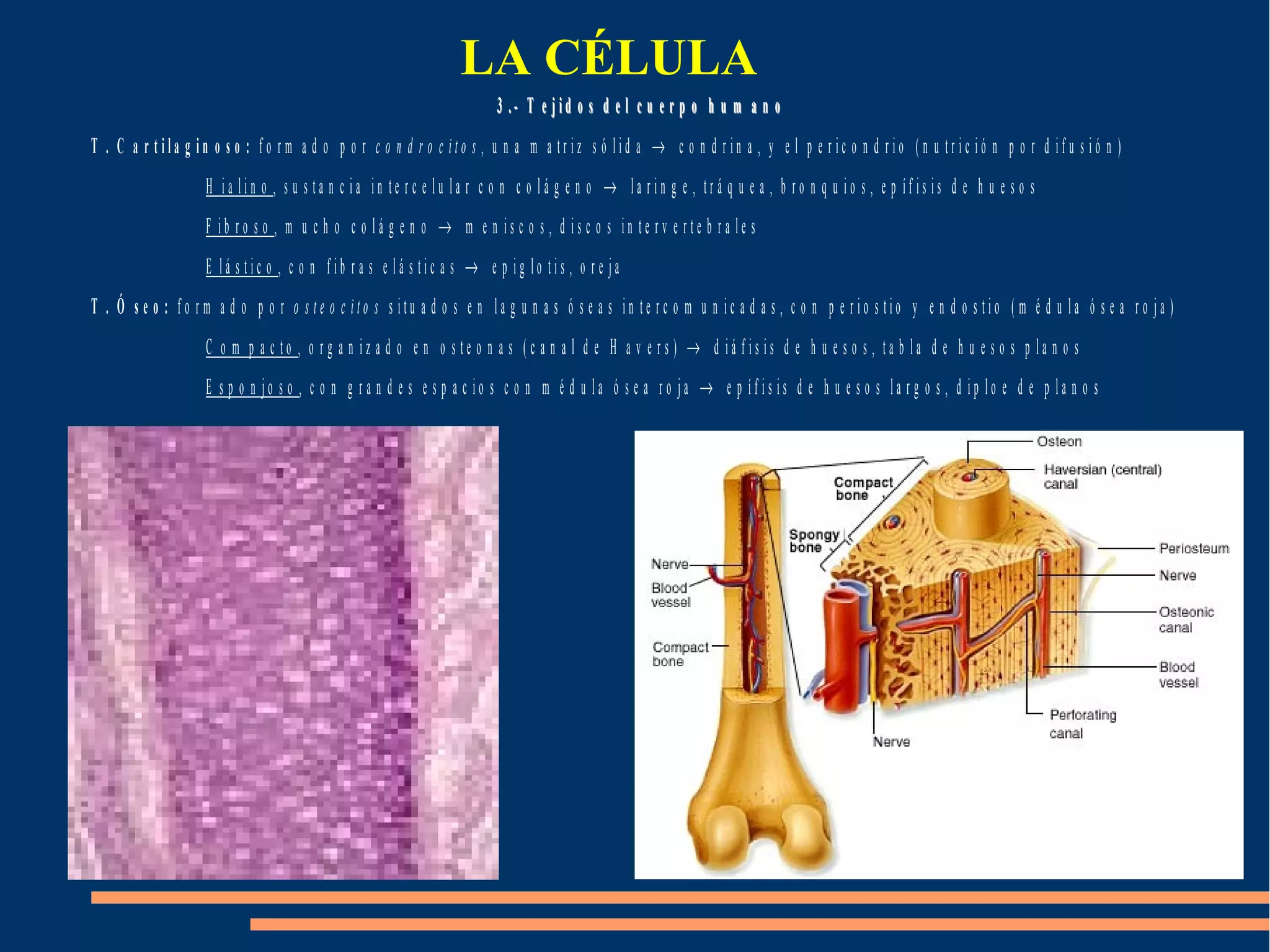 La Celula | PPT