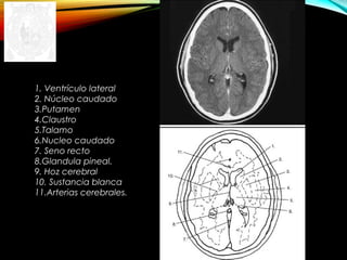 ANATOMÍA DEL CRÁNEO | PPT