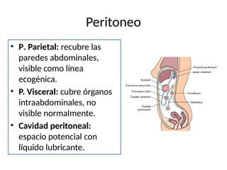 Evaluación_ecográfica_peritoneo completo.pptx