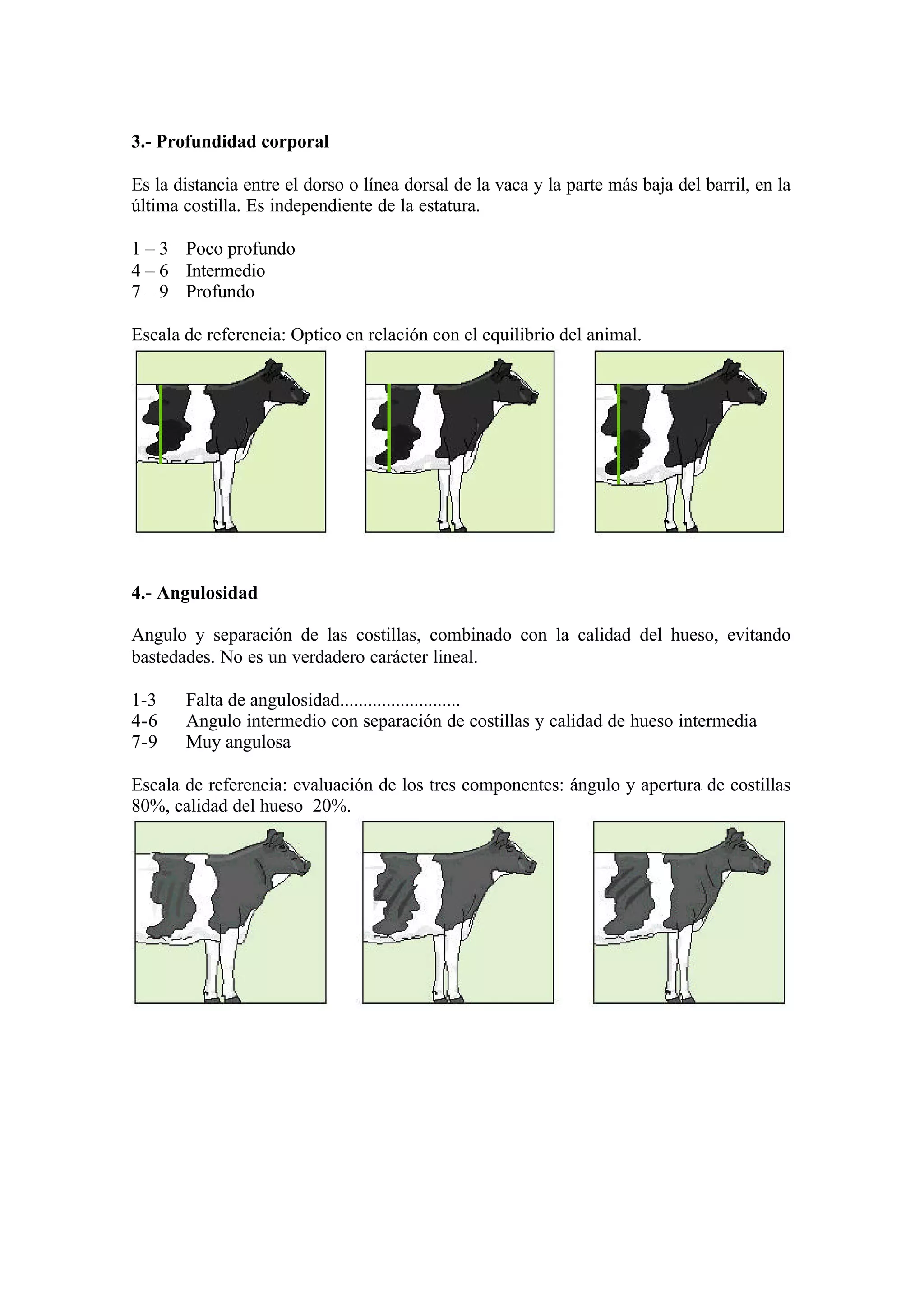 Evaluación morfologica del ganado de leche whff | PDF