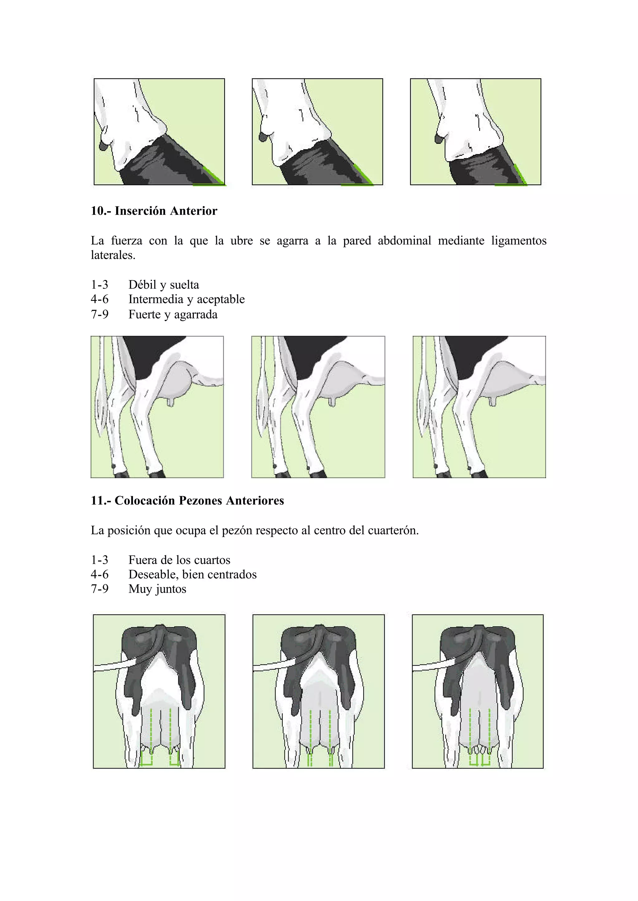 Evaluación morfologica del ganado de leche whff | PDF