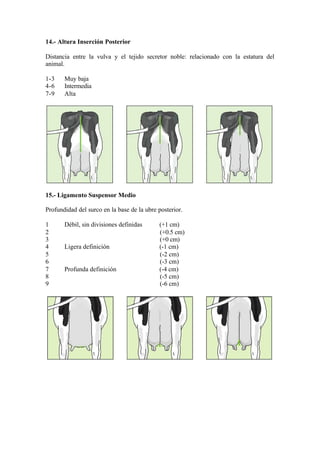 Evaluación morfologica del ganado de leche whff | PDF