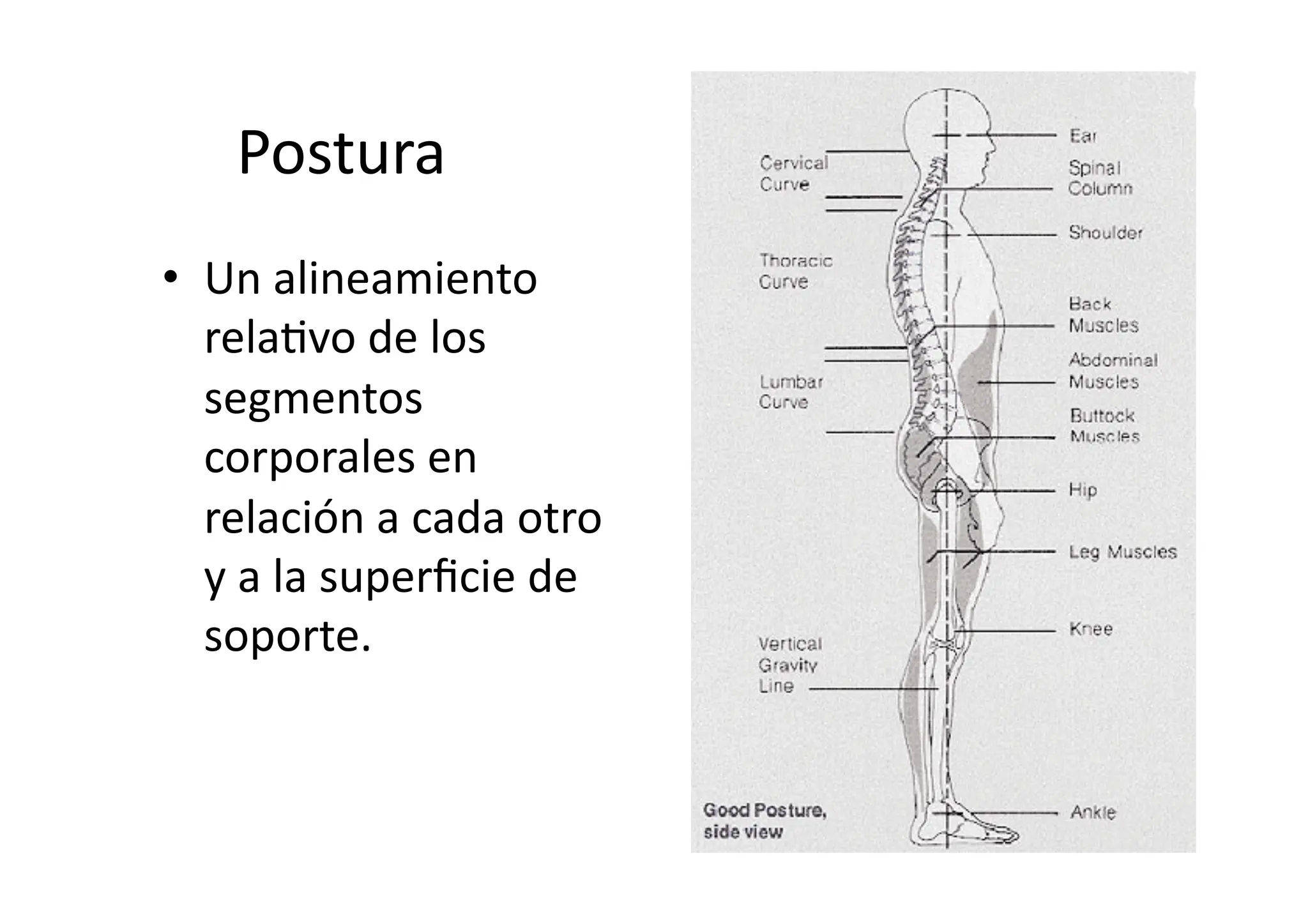 evaluacion-postural Fisioterapia | PDF